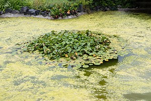 Is Your Pond Stinky? Here’s How to Get Rid of the Smell ...