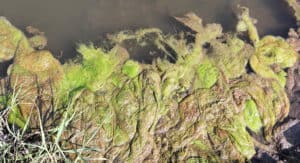 Is Your Pond Stinky? Here’s How to Get Rid of the Smell ...