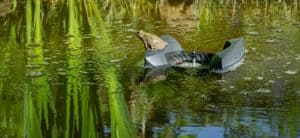 Is Your Pond Stinky? Here’s How to Get Rid of the Smell ...