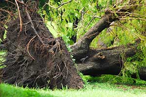 11 Effective Ways to Lift a Fallen Tree – Landscapingplanet – Learning ...