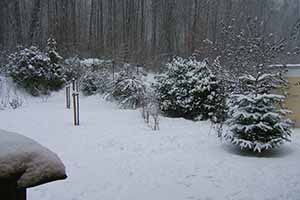 Do Evergreens Grow in Winter? All Details Explained – Landscapingplanet ...