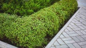 Best Plants for a Small Hedge: The Low-Growing Hedge Guide ...
