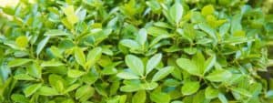 Best Plants for a Small Hedge: The Low-Growing Hedge Guide ...
