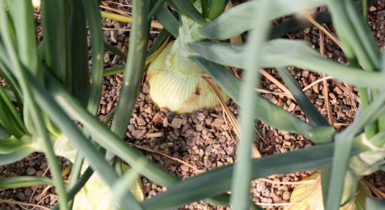 How To Choose the Right Rock Size for Your Landscaping Project ...