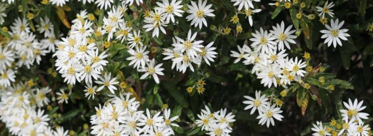 Best Plants for a Small Hedge: The Low-Growing Hedge Guide ...