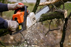 What To Use To Cut Thick Branches: The Ultimate Guide ...