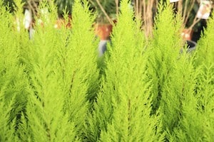 8 Evergreens That Smell Like Citrus, Orange & More – Landscapingplanet ...