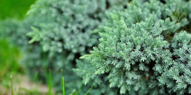 11 Hardy Evergreen Trees: A Detailed List – Landscapingplanet ...