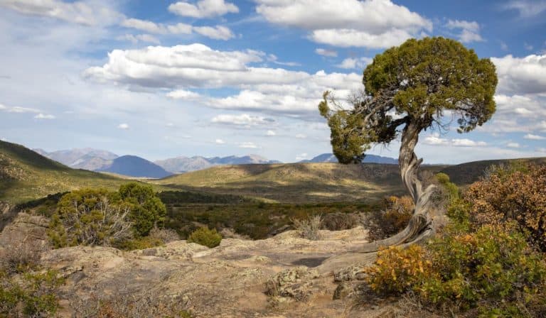 11 Hardy Evergreen Trees: A Detailed List – Landscapingplanet ...