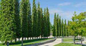 11 Hardy Evergreen Trees: A Detailed List – Landscapingplanet ...