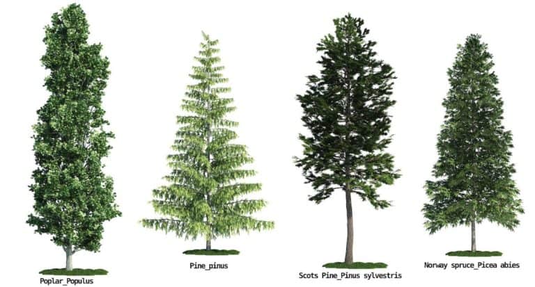 11 Hardy Evergreen Trees: A Detailed List – Landscapingplanet ...