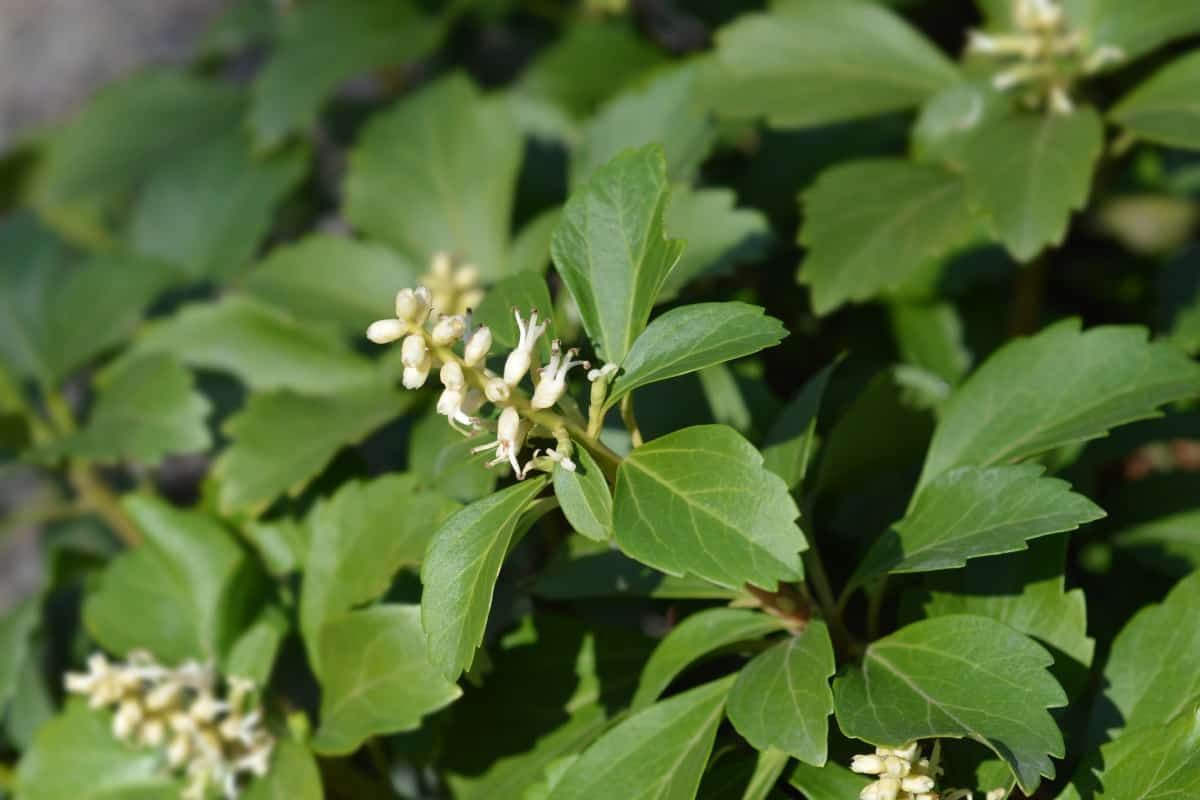 13 Ground Covers That Grow Well in Sand (With Pictures ...
