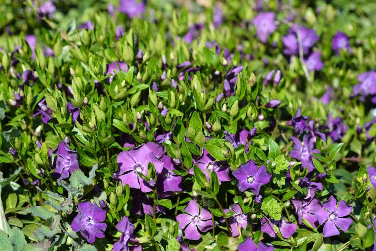 19 Ground Covers With Purple Flowers (Including Pictures ...