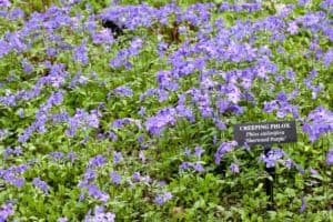19 Ground Covers With Purple Flowers (Including Pictures ...