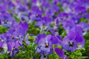 19 Ground Covers With Purple Flowers (Including Pictures ...