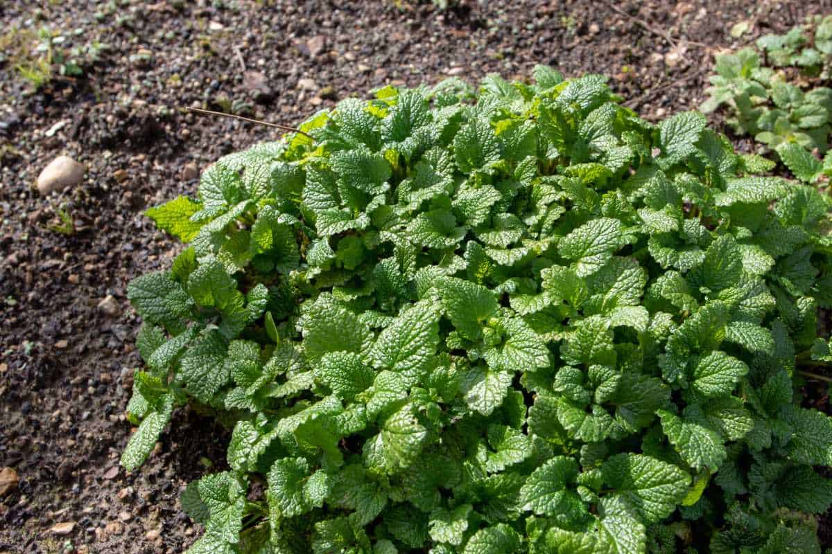13 Ground Covers That Grow Well in Sand (With Pictures ...