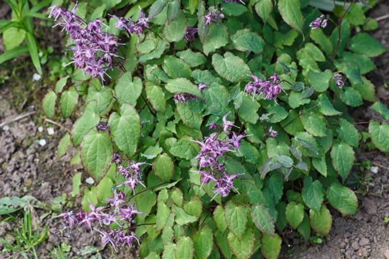 19 Ground Covers With Purple Flowers (Including Pictures ...