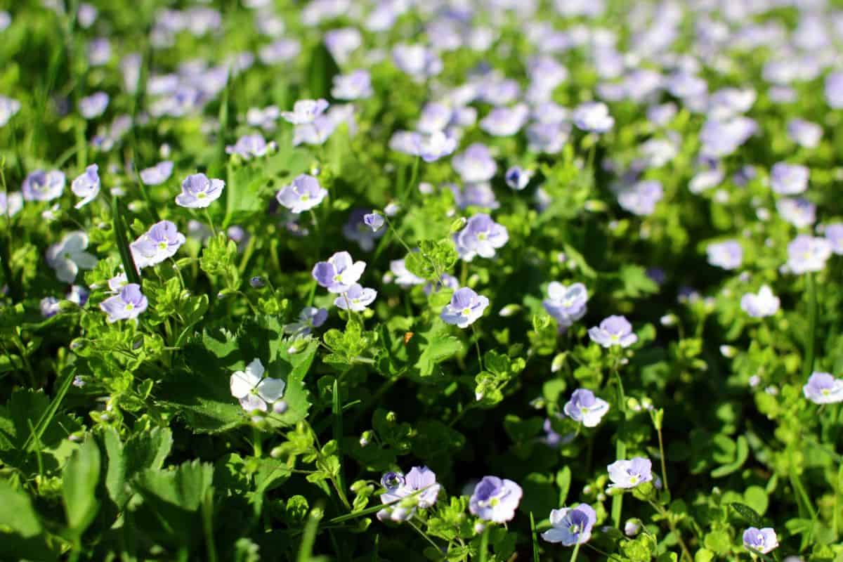 13 Ground Covers That Grow Well in Sand (With Pictures ...