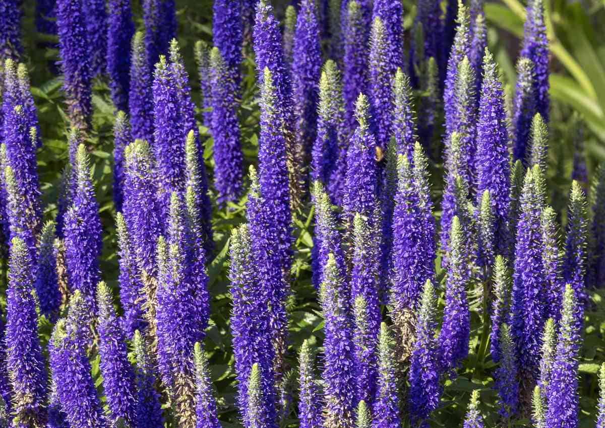 19 Ground Covers With Purple Flowers (Including Pictures ...