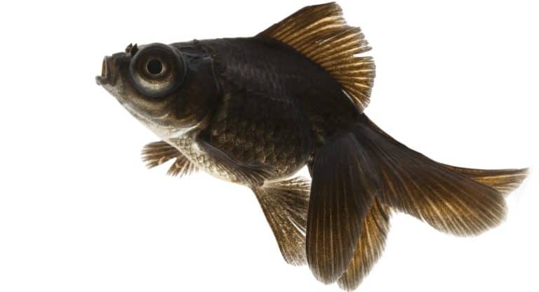 8 Black Fish You Can Keep in Your Pond – Landscapingplanet – Learning ...