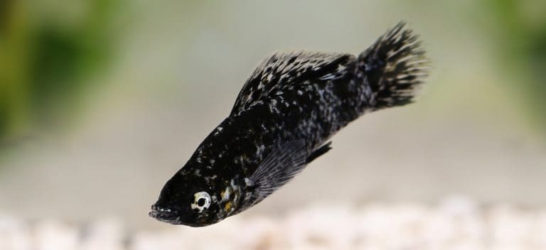 8 Black Fish You Can Keep in Your Pond – Landscapingplanet – Learning ...