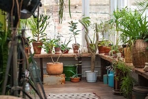 9 Places To Store Your Plant in Winter: Garage Porch & More ...