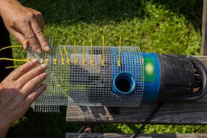 Will a Pond Pump Kill Tadpoles? – Landscapingplanet – Learning to ...