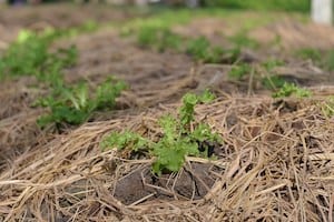 Does Straw Help Protect Plants From Frost? – Landscapingplanet ...